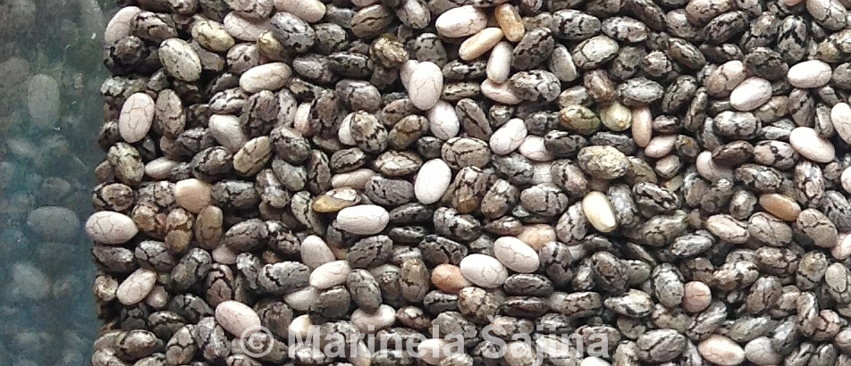 Chia – čija – Nutricionizam.com